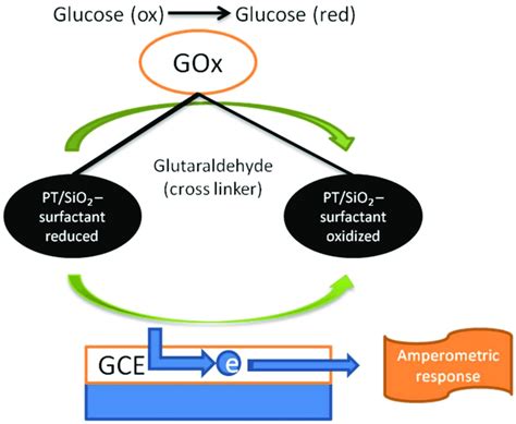 Representation Of An Amperometric Glucose Biosensor Based On A Download Scientific Diagram