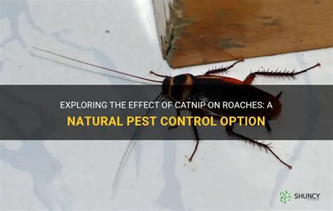 Exploring The Effect Of Catnip On Roaches A Natural Pest Control Option Shuncy