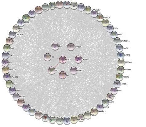 Protein Protein Interaction Network Analysis Of The Subnetwork Focused
