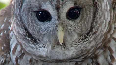 Owl Kills Rat 02 Time Lapse Speed X05 Youtube
