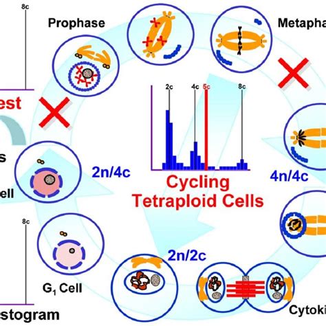 Mitosis Cycle And Dna Ploidy Patterns In Adrenocortical Proliferative Download Scientific Mitosis Cycle And Dna Ploidy Patterns In Adrenocortical Proliferative Download Scientific