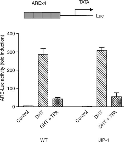 Blockade Of Jun Pathway Does Not Prevent Decrease Are Activation By Tpa Download Scientific