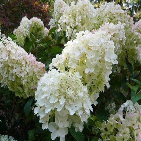 Hydrangea Silver Dollar Hydrangea Paniculata ‘silver Dollar Wilnos Twig Farm Online