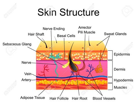 Skin Structure Diagram Quizlet