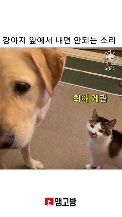 최애 간식이 계란인 맹고🤭 강아지 Shorts Youtube