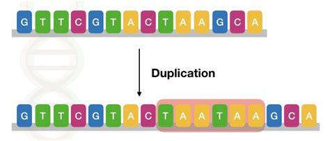 Genetic Mutations Definition Types Causes And Examples Genetic