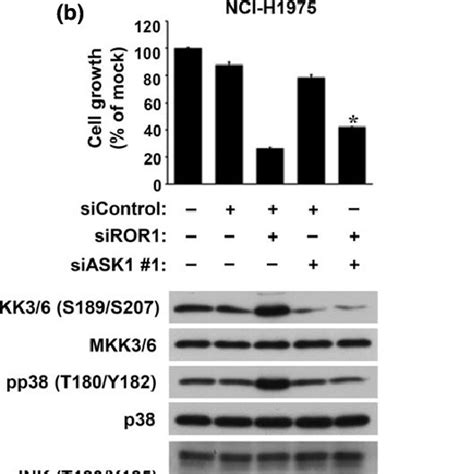 Receptor Tyrosine Kinase Like Orphan Receptor 1 Ror1 Kinase Activity