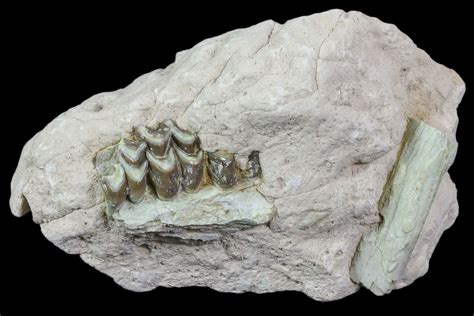 Oreodont Jaw Section And Bone In Rock South Dakota 81912 For Sale