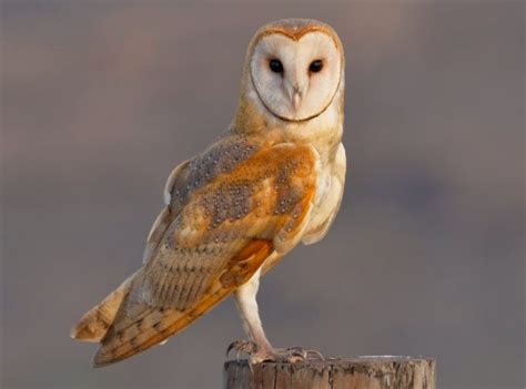 14 Types Of Owls In Michigan With Pictures And Identification