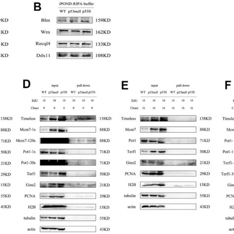 The Modified Ipond Assay Revealed That The P53s Promoted The Dna Download Scientific Diagram