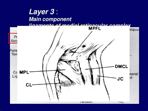 Ppt The Medial Support System Of The Knee Powerpoint Presentation