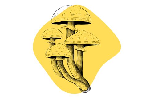 A Trip To The Bedroom The Impact Of Psychedelic Shrooms On Sex
