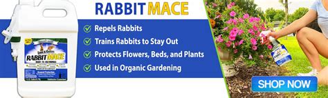 Natural Rabbit Deterrent For Garden