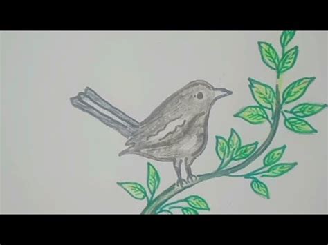How To Pencil Draw A Magpie Step By Step Doyel Brid Pencil Drawing YouTube