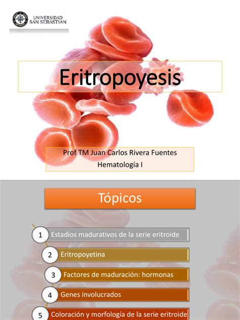 Eritropoyesis Pdf Medicina Clinica Histología