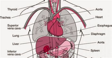 Human Body Organs Diagram Male