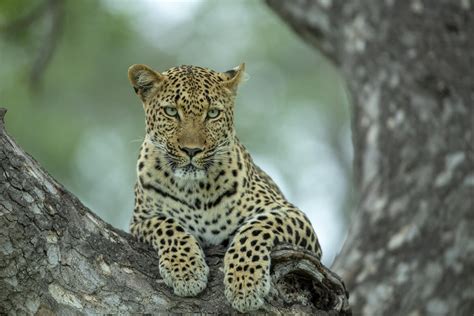 Волосатая горилла · бесплатная фотография от Virtual картинки и обои на рабочий стол