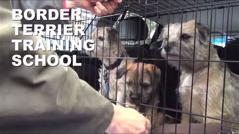 Border Terrier Training School Pt 2 Very Unofficial Youtube