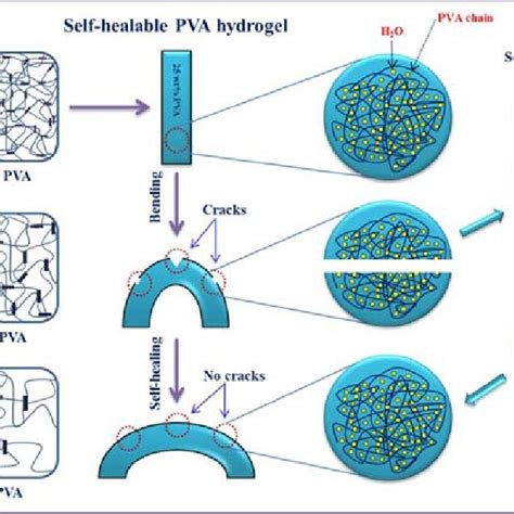 Pdf Pva Based Hydrogels For Tissue Engineering A Review