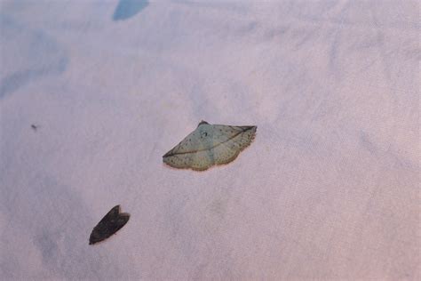 Eublemma By Rishi Kesavan On 14 January 2024