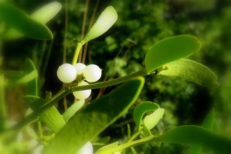 Imelo Je Viac Ako Len Dekorácia Opradená Legendami