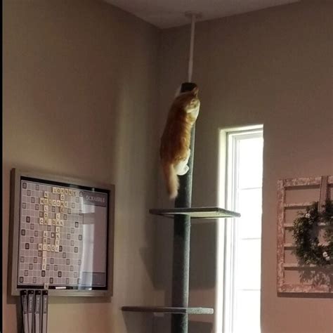 Asher Cat Tree Foter