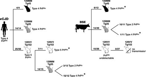 Human Prion Protein With Valine 129 Prevents Expression Of Variant Cjd