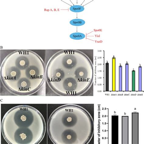 Tuning Spo0a P Level Affects Difficidin Production A Schematic