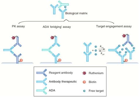 9 Schematic Of Lba Lba Ligand Binding Assays Download Scientific