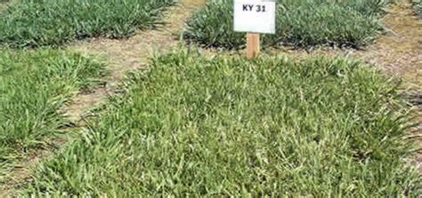 Ky 31 Turf Type Tall Fescue Lawn Grass Seed Seed Pellet Stoves Wood Stoves Lawn Mowers
