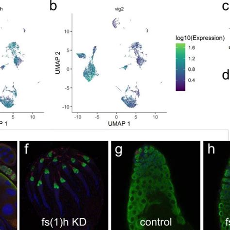 Candidate Sex Markers In The Early Germline A B Expression Profiles
