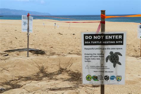 8 1 25 Its Sea Turtle Nesting Season Help Protect Hatchlings This