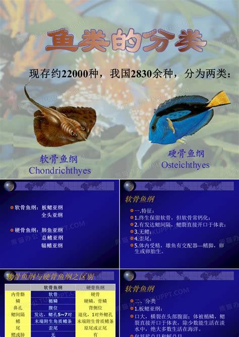 鱼类分类ppt模板下载 编号logxwvwl 熊猫办公