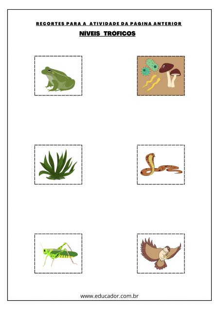 Atividades Sobre Cadeia Alimentar Para Ano Educador