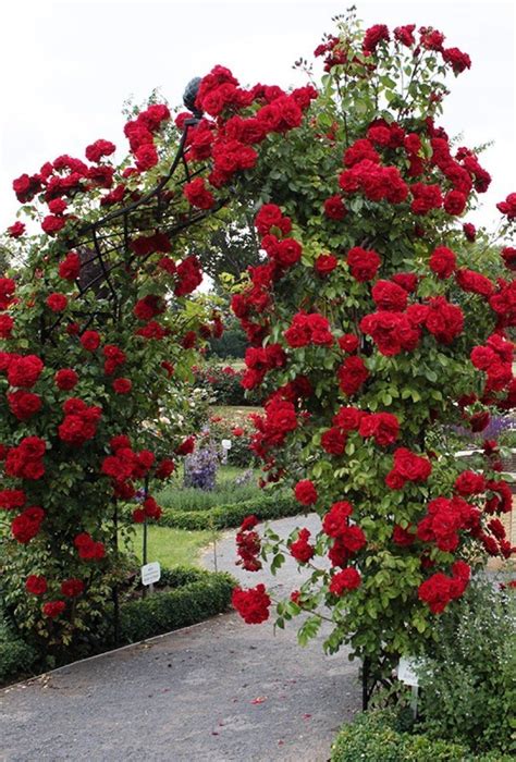 Jardin De Rosas Rojo At Booker Zuniga Blog