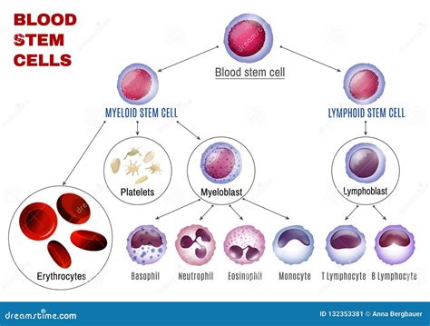 Haemopoiesis Cartoons Illustrations And Vector Stock Images 14
