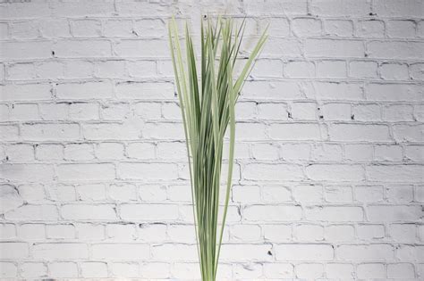 Fresh And Natural Lily Grass Variegated Therese Flowers