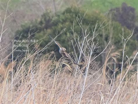 Wild Birds In North Osaka Hen Harrier