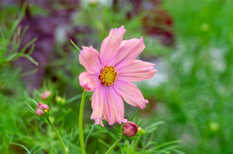 Cosmea Wil Je écht In Je Tuin