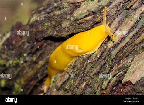 Giant Banana Slug