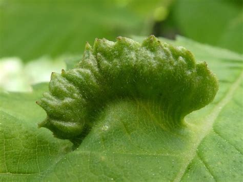 30 Types Of Aphids In North America Pictures And Identification