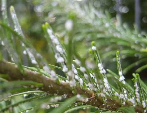 Scotch Pine Diseases And Their Treatment Photo Healthy Food Near Me