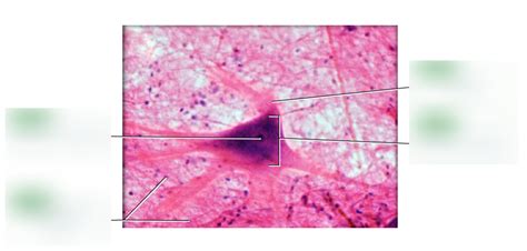 Neural Tissue Diagram Quizlet
