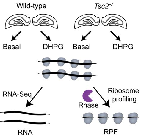 1 Schematic Of Experimental Design Rna Seq And Ribosome Profiling Were Download Scientific