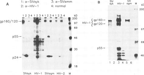 Rip Analysis Of Antigenic Cross Reactivity In Serum From Nonhuman Download Scientific Diagram