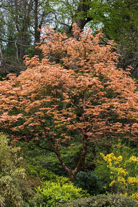 Maple Tree Growing Guide