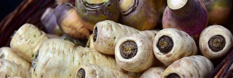 How To Grow Parsnip Sow Seeds How To Grow Parsnip Sow Seeds