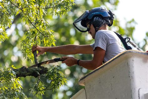 Tree Care ValleyScapes