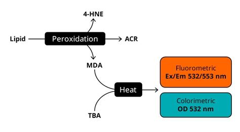 Age Advanced Glycation End检测试剂盒 Ab238539 Abcam中文官网