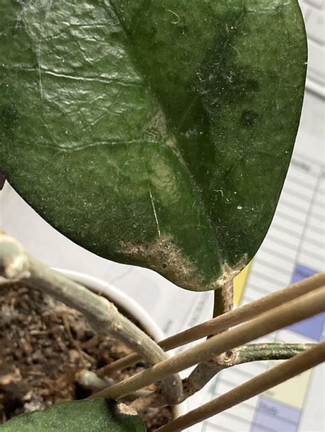 White “scab” On Hoya Australis Leaf R Hoyas